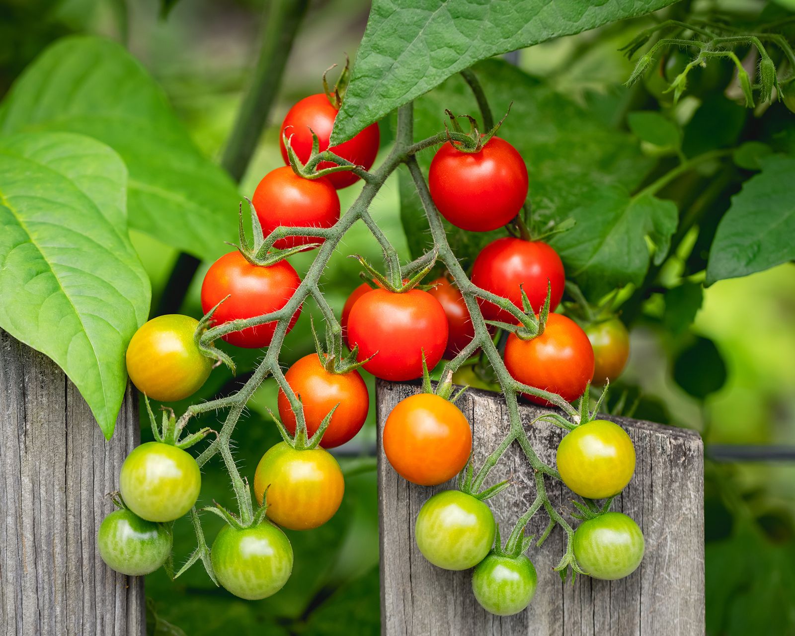 6 Early Tomatoes That Ripen Fast And Still Taste Amazing | Gardening ...