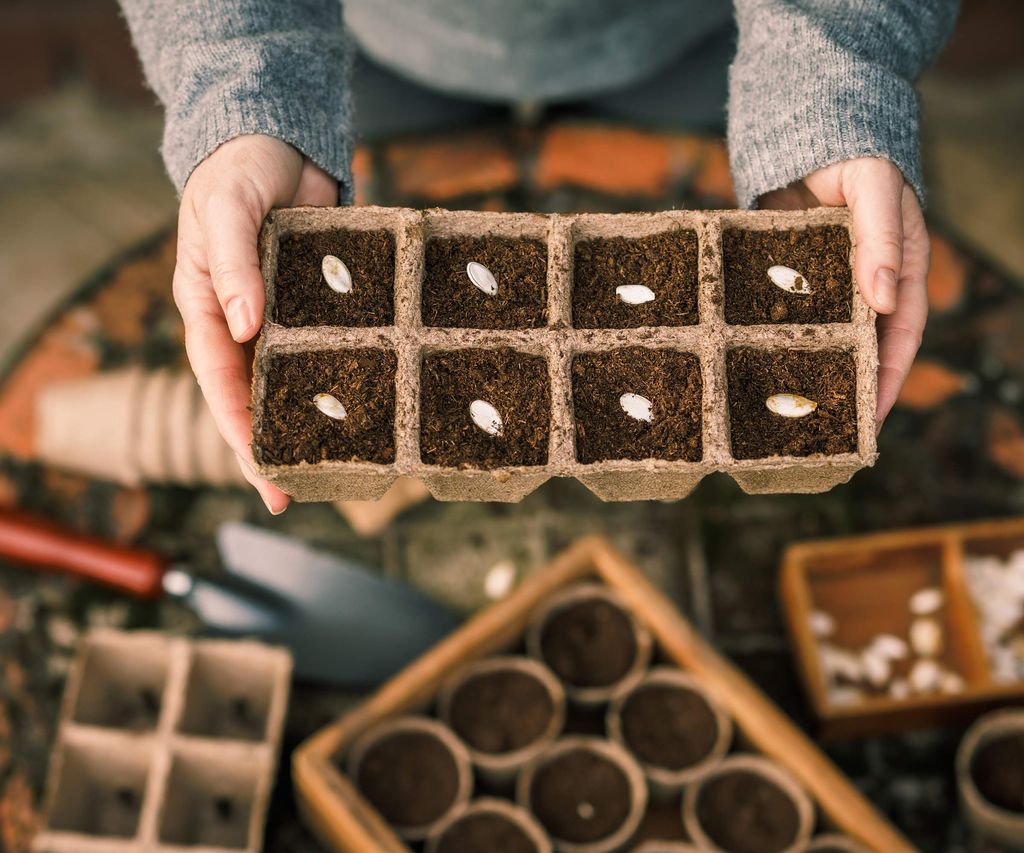 How to grow squash - expert tips for success with the crop | Homes and ...
