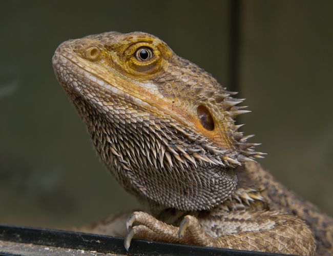 Move Over, 'Game of Thrones': 9 Real-Life 'Dragons' | Live Science
