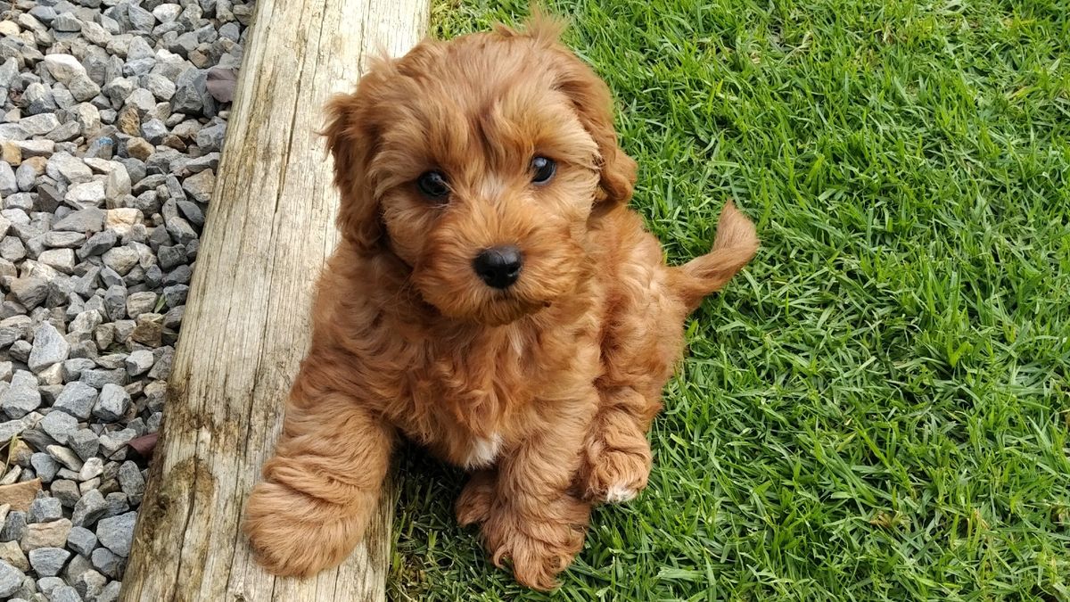 10 adorable teddy bear dog breeds | PetsRadar