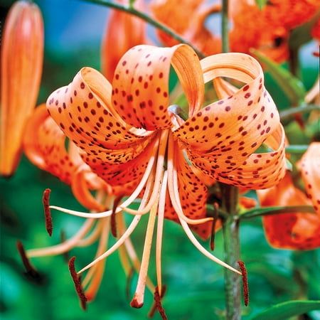 How to grow tiger lily: expert planting and care advice | Homes and Gardens