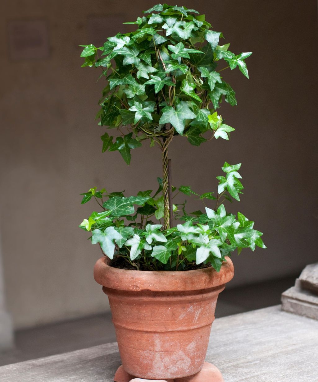 6 ivy garden ideas for endless evergreen appeal | Ideal Home