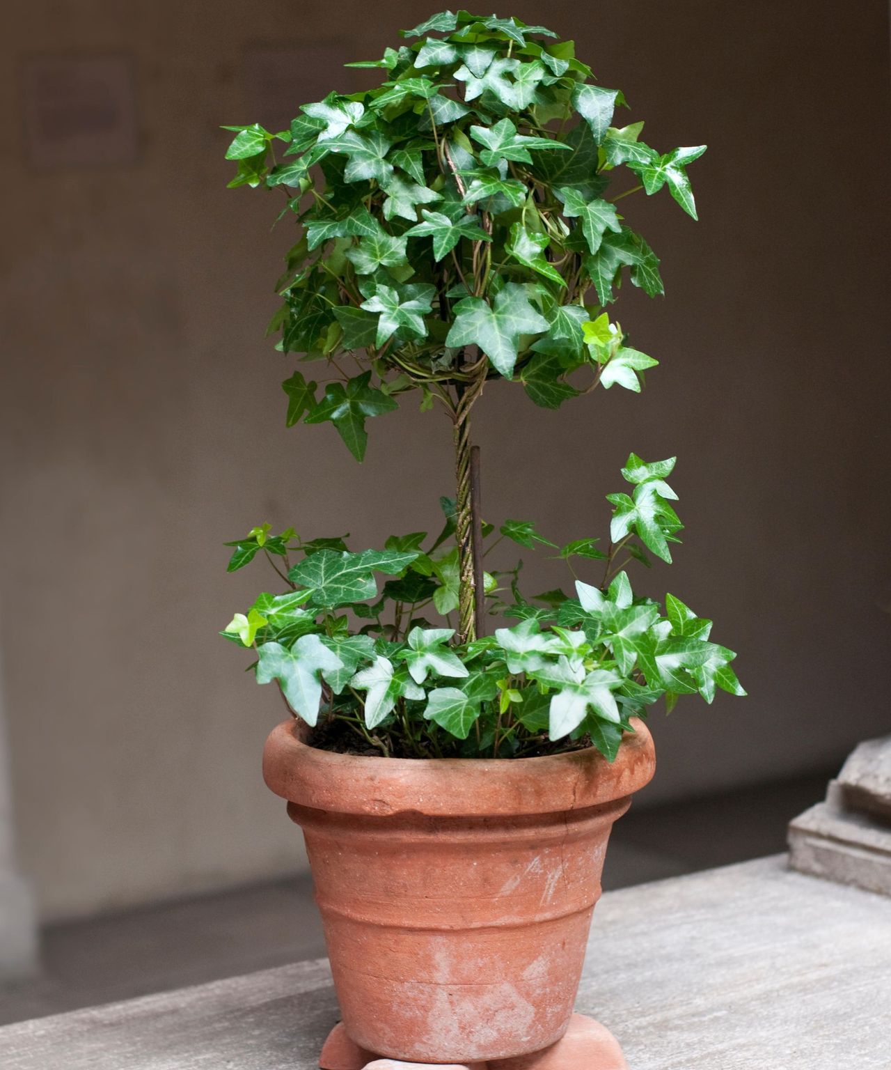 6 ivy garden ideas for endless evergreen appeal | Ideal Home