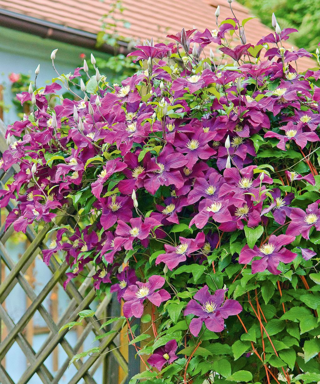 The best climbing plants for pergolas | Homebuilding