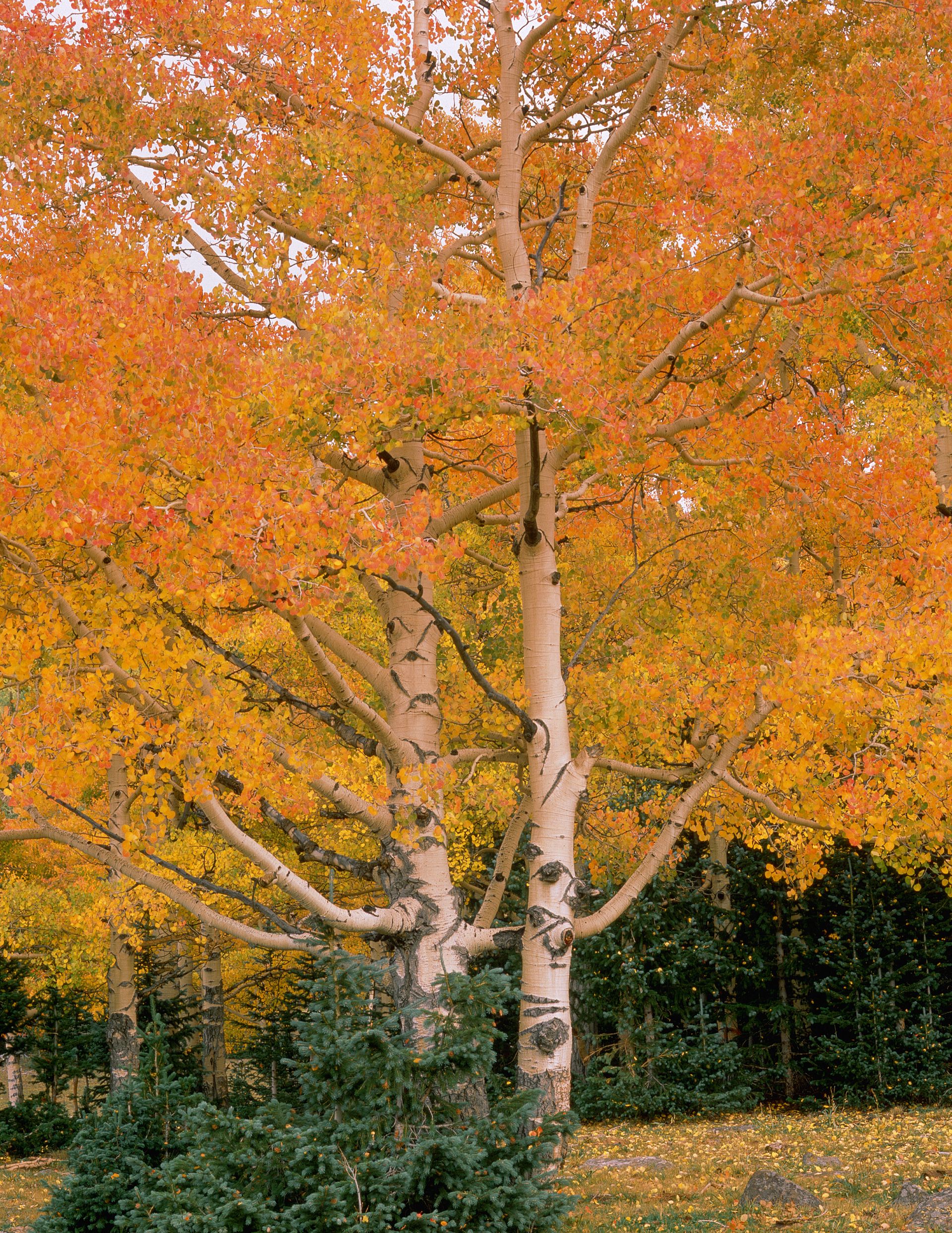 Trees with white bark: 10 varieties to bring contrast | Homes and Gardens