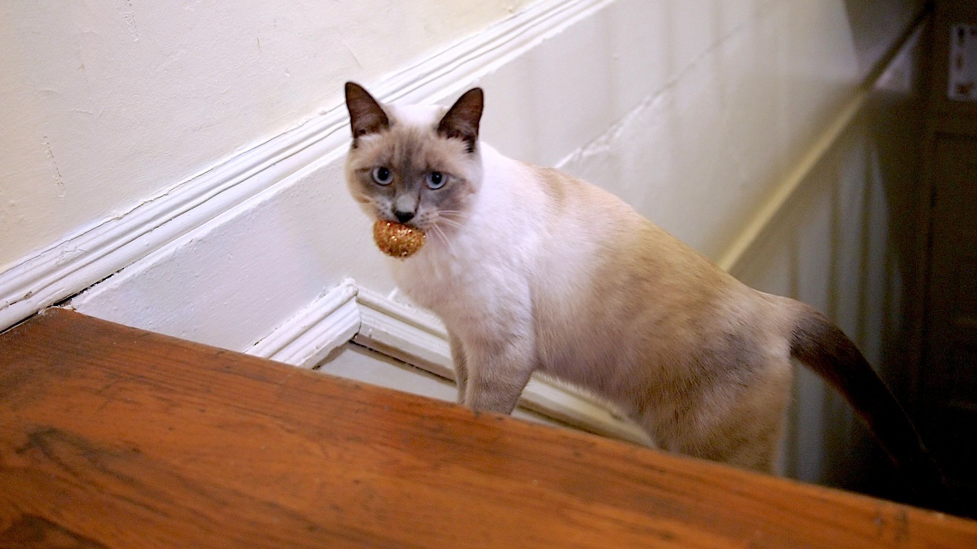 Over 40% of pet cats play fetch — but scientists aren't quite sure why ...