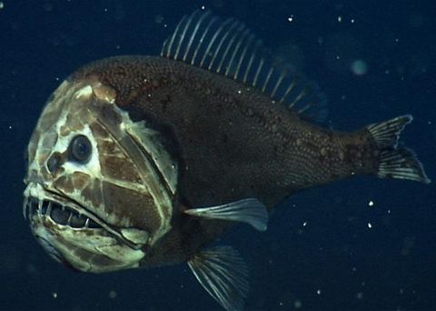 Earth's Final Frontier: Mysteries of the Deep Sea | Live Science