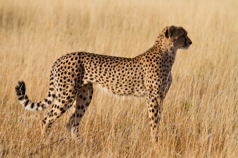 Cat Album: The Life of a Cheetah | Wild Cat Photos | Live Science