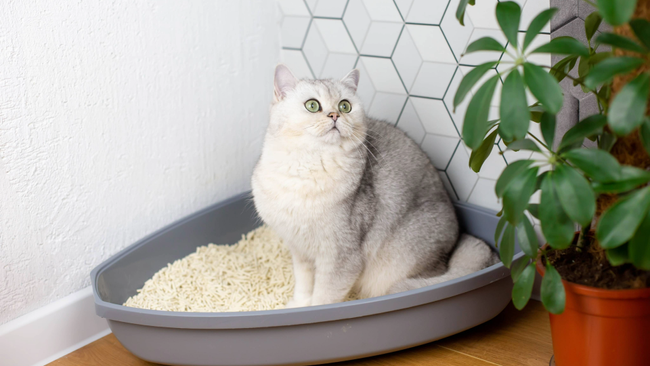 Best cat litter boxes 2026: My 6 top picks as a pet writer | PetsRadar