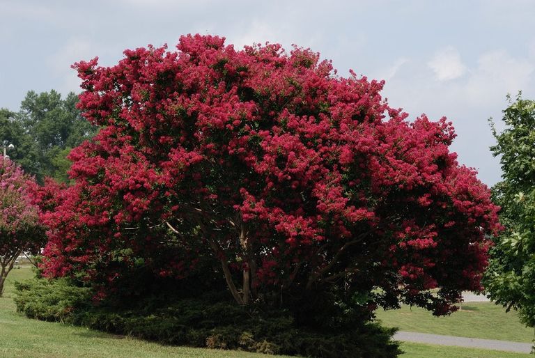 Common Flowering Trees For Zone 9 - Choosing Trees That Flower In Zone ...
