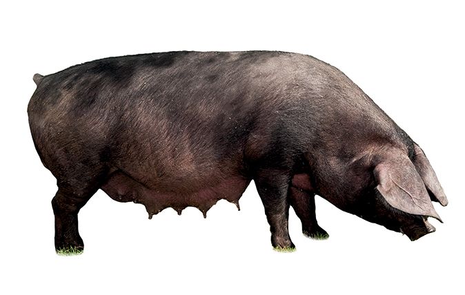 Native British Pig breeds | Country Life