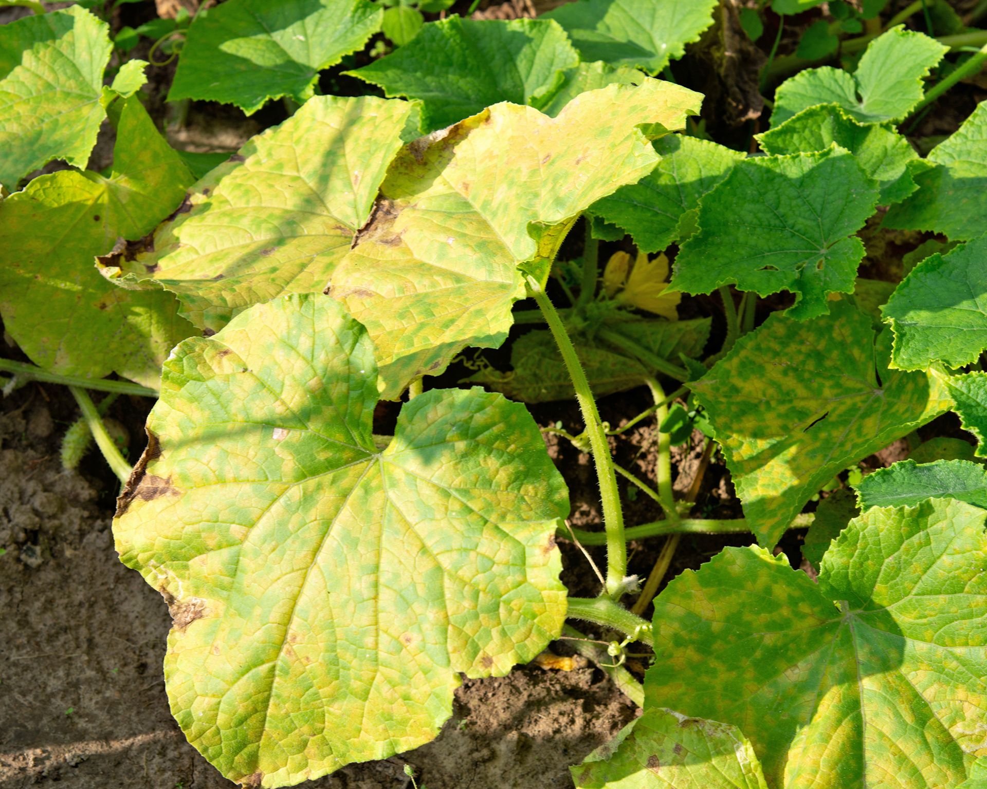 Top 10 Cucumber Plant Problems – And How To Fix Them Fast | Gardening ...