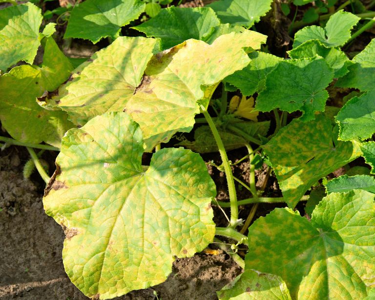 Top 10 Cucumber Plant Problems – And How To Fix Them Fast | Gardening ...