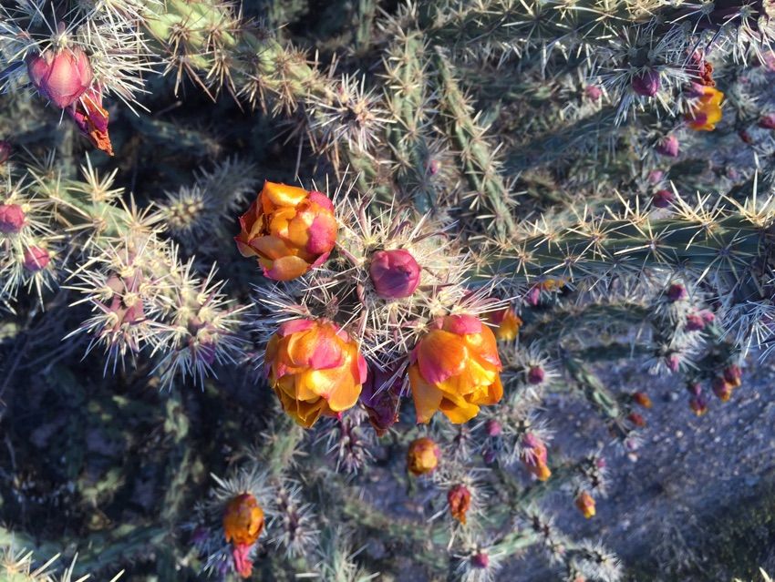 Cholla Photos: See these Amazing Desert Cacti | Live Science