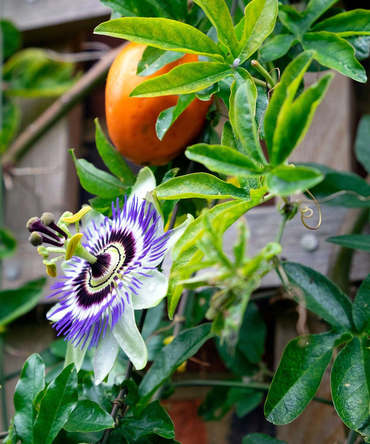 Hide a garden wall with these expert-approved plants | Homes and Gardens