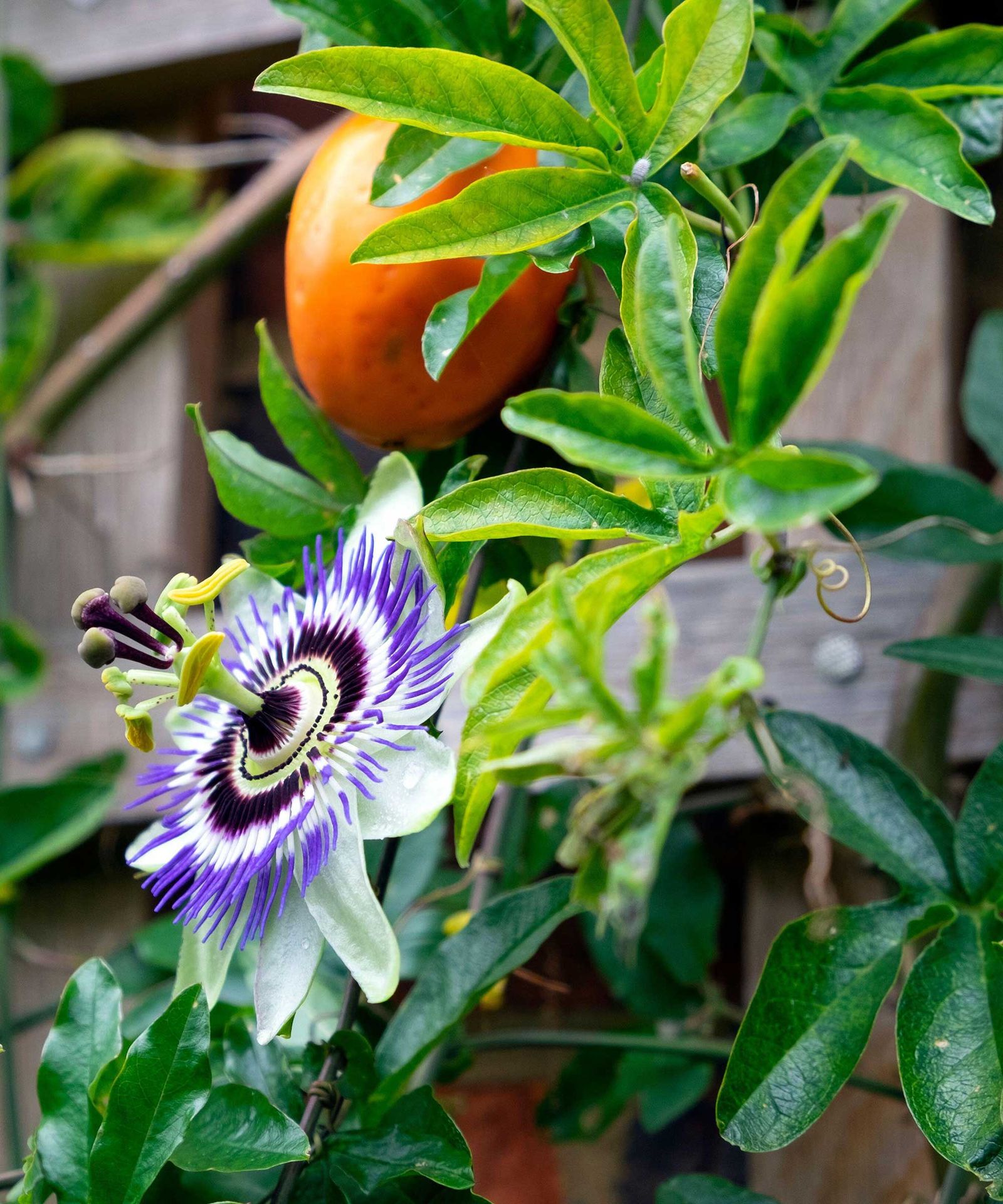 How to grow passion flowers: the spectacular floral climber | Homes and ...
