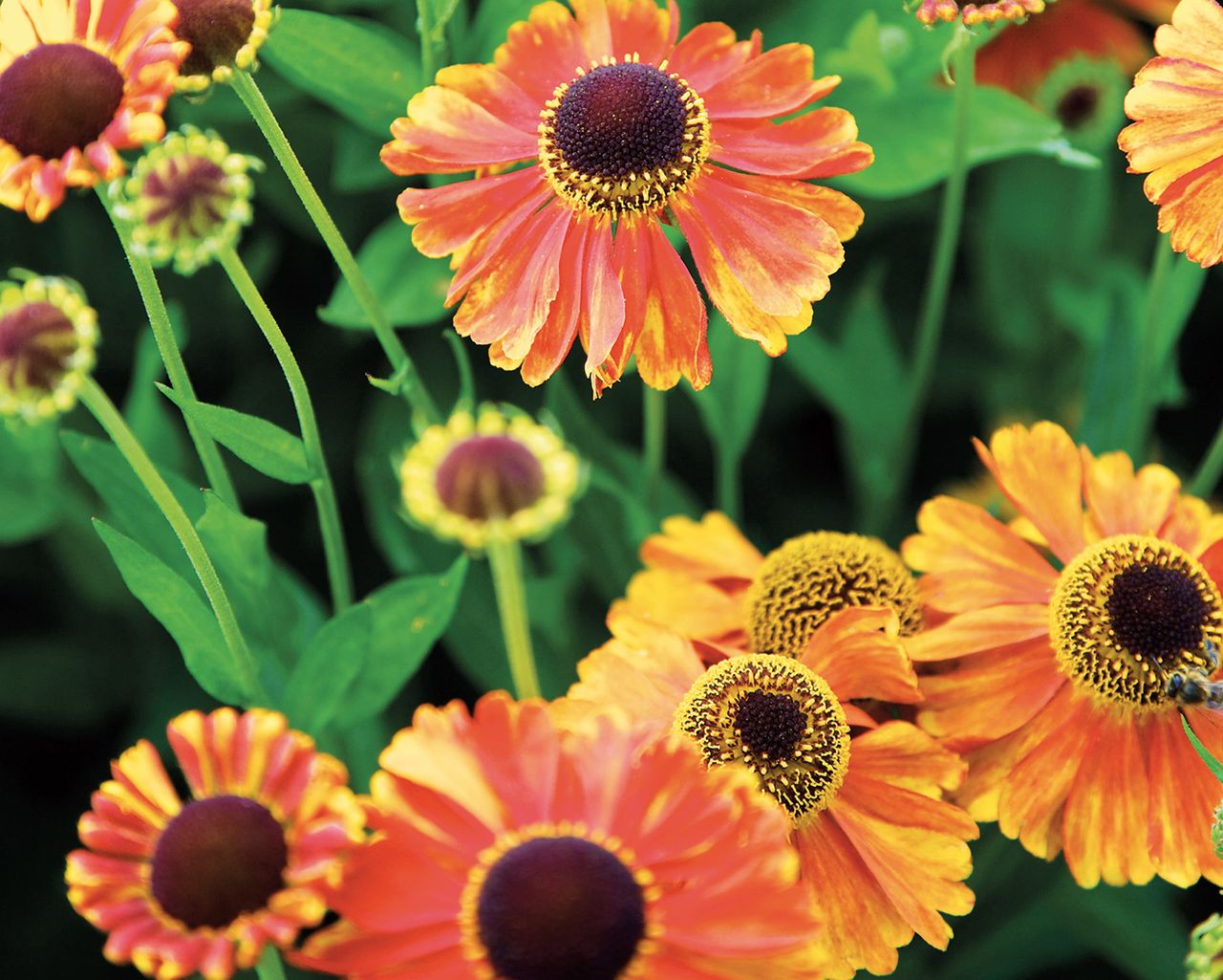 Types of helenium: 16 vibrant varieties for pots and borders | Gardeningetc