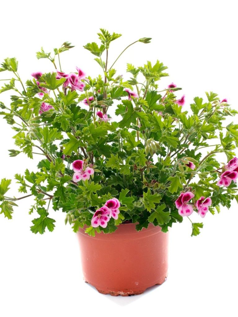 Indoor Citronella Geranium: Tips For Growing Citronella Plants Inside ...