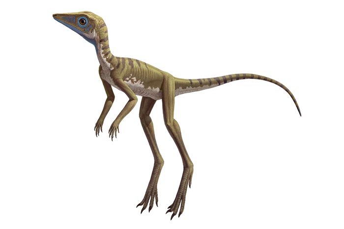 Pterosaurs: Flight in the Age of Dinosaurs | Live Science