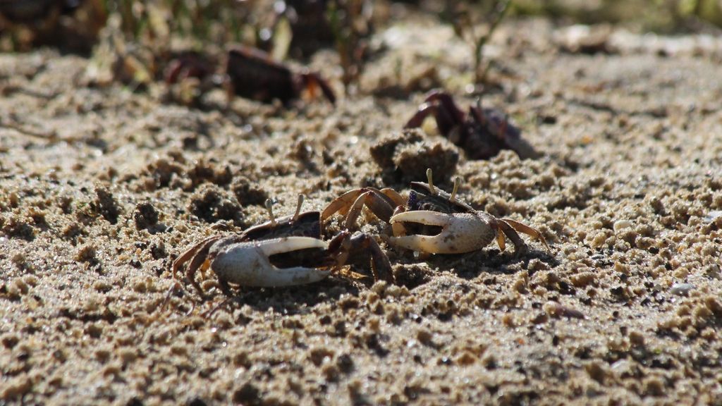 Watch crabs beat up robot 'Wavy Dave' after it infiltrates their claw ...