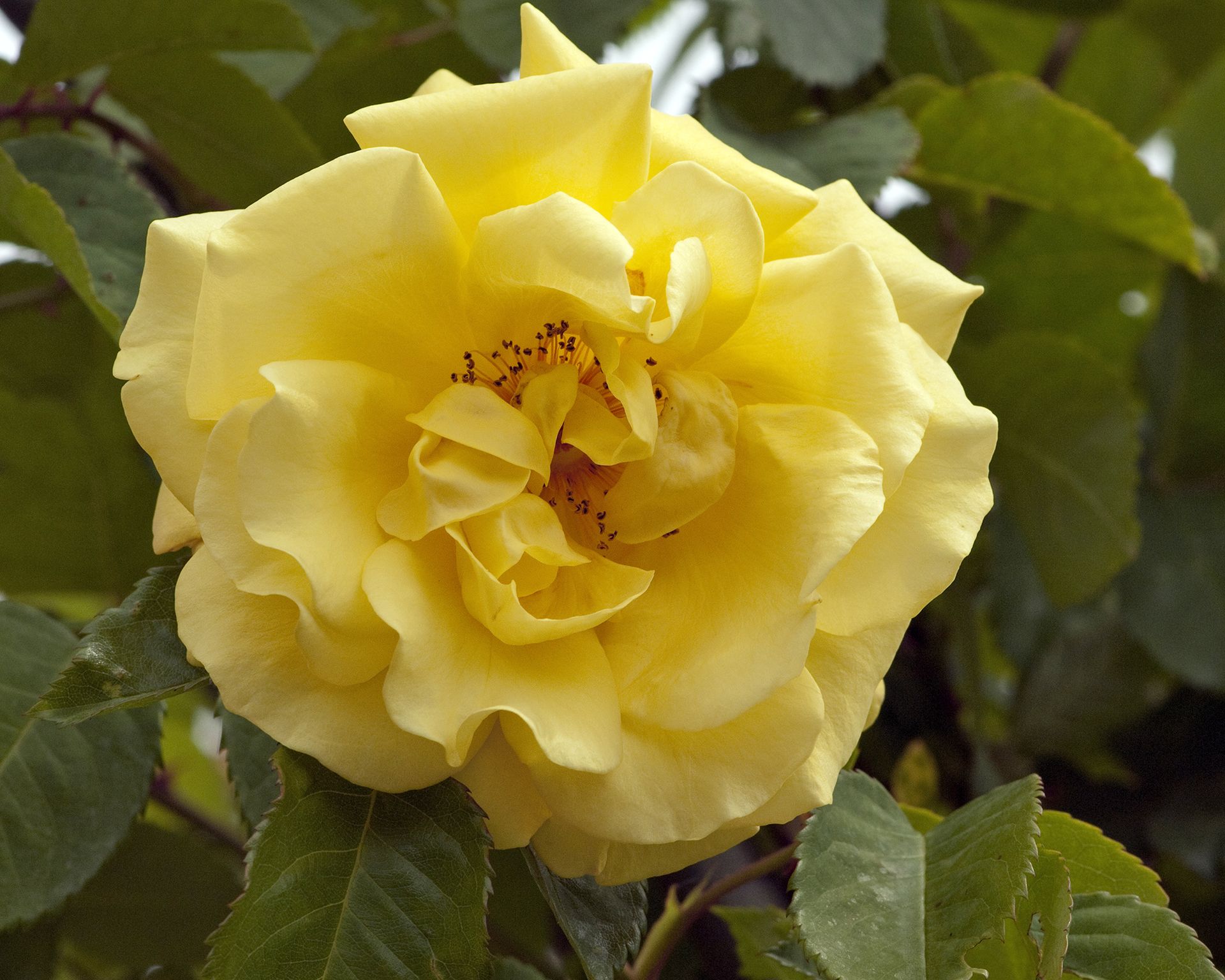 How To Climb Roses Up The Walls Of Your House: Expert Guide | Gardening ...
