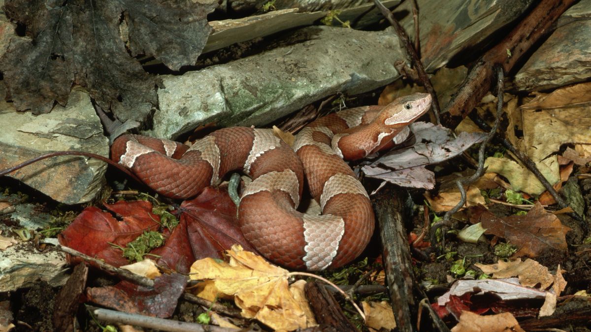 Copperhead snakes: Facts, bites & babies | Live Science
