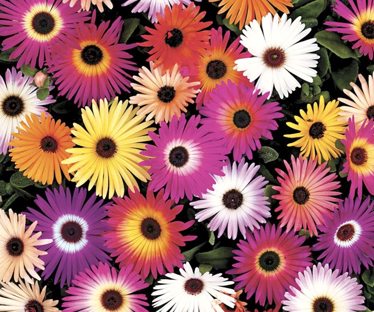 Grow These 10 Colorful Plants For A Bold And Beautiful Yard | Gardening ...