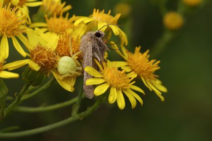 Trap plants – 4 natural guardians to protect your backyard | Livingetc