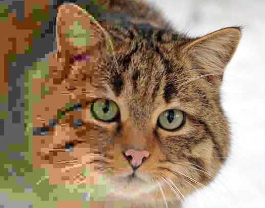 The designer's guide to image compression | Creative Bloq