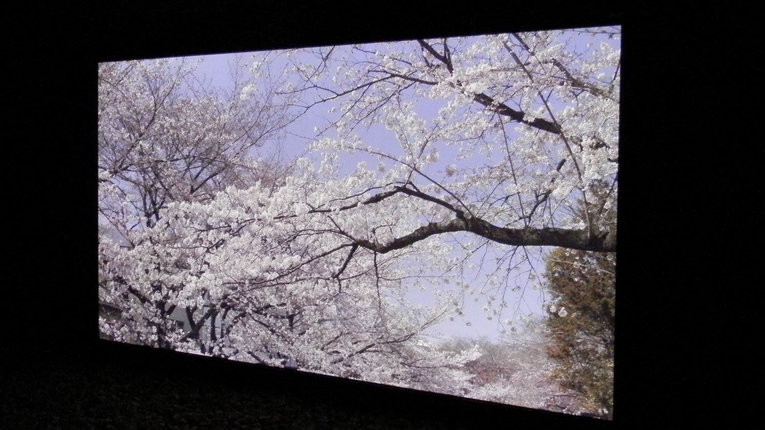 Hands on: Panasonic 145-inch 8K Super Hi Vision television review ...