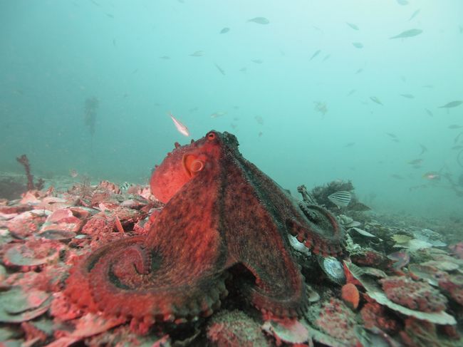 Octopuses Are Surprisingly Social — and Confrontational, Scientists ...