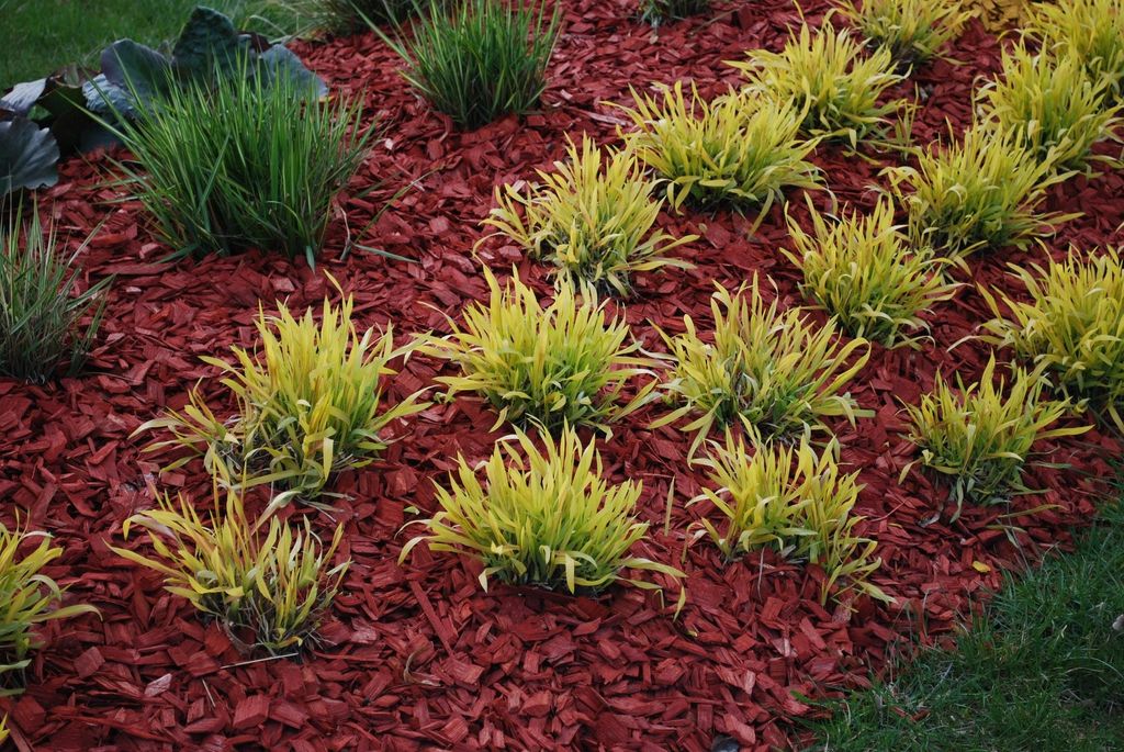 Dyed Mulch Vs. Regular Mulch: Using Colored Mulch In Gardens ...