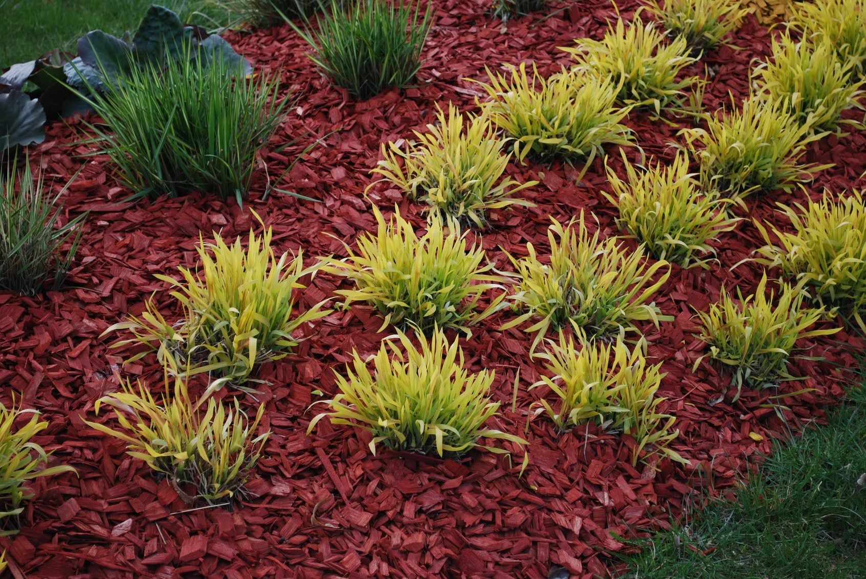 Dyed Mulch Vs. Regular Mulch: Using Colored Mulch In Gardens ...
