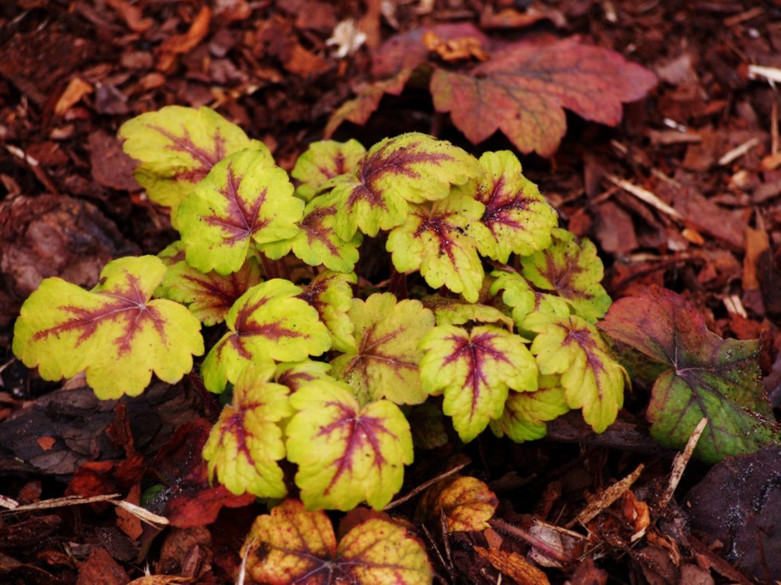 Care Of Heucherella - Tips On Growing Heucherella In The Garden ...