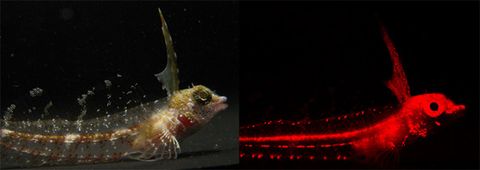 Gallery: Glowing Aquatic Life | Live Science