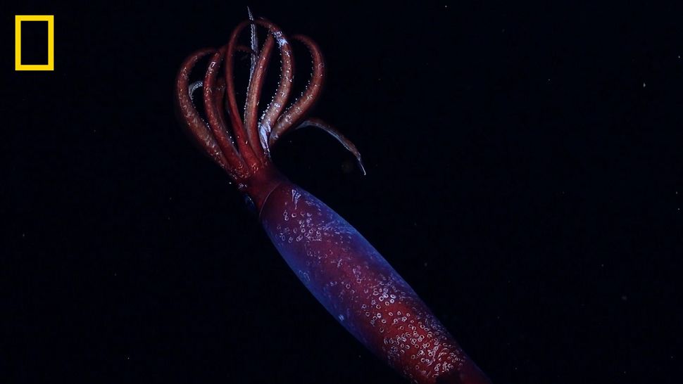 Haunting blood-red squid with large hooks drifts through Antarctic ocean's midnight zone in ...