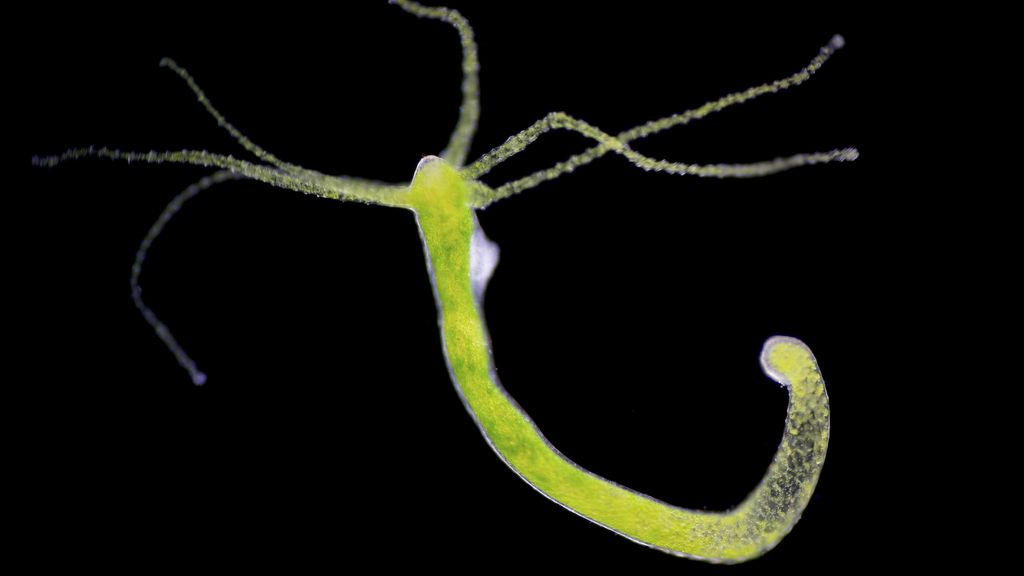 20 of the best named animal species on Earth, from Boops boop to Agra ...