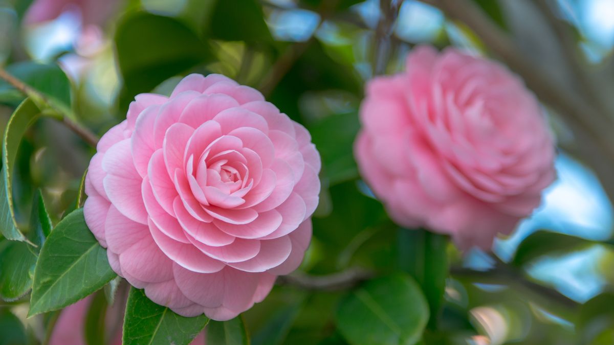 What to plant in January: 10 flowers to add to your garden | Gardeningetc