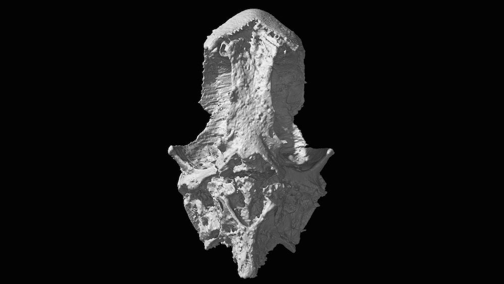 In Photos: Ancient Fish Skull From Siberia | Live Science