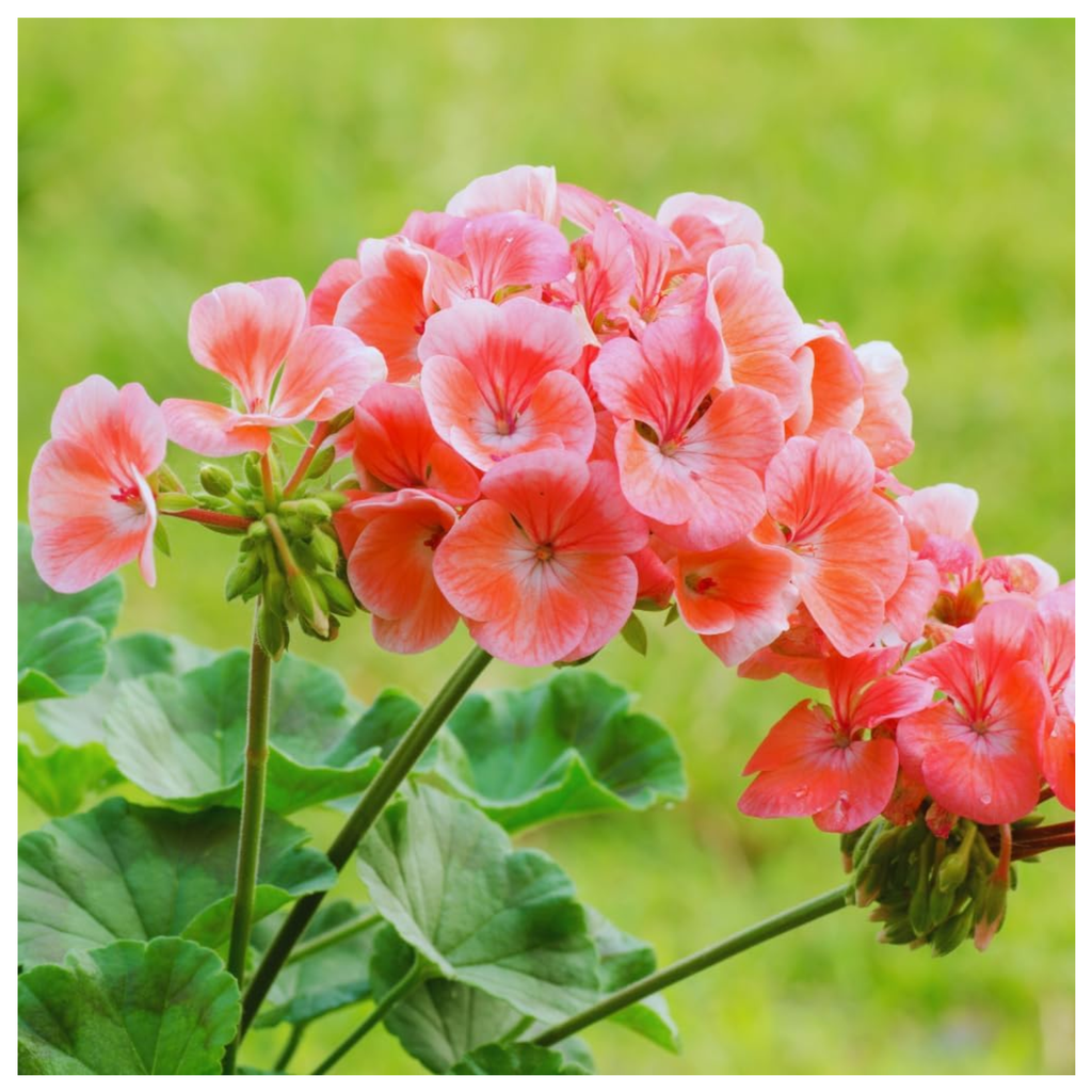 How to Overwinter Geraniums — 6 Simple Steps From an Expert | Livingetc