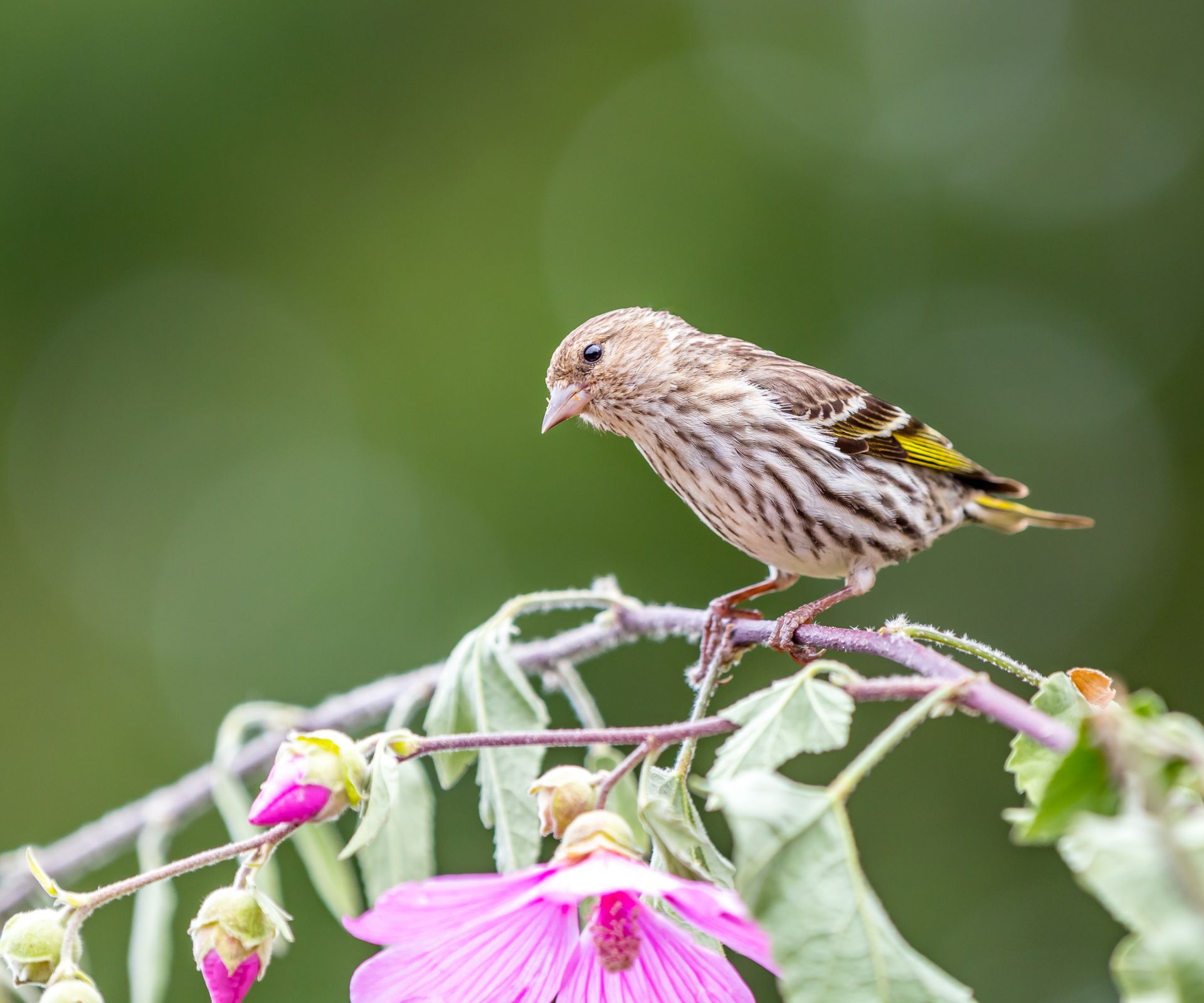 How to help birds in a heatwave: 3 expert tips | Homes and Gardens