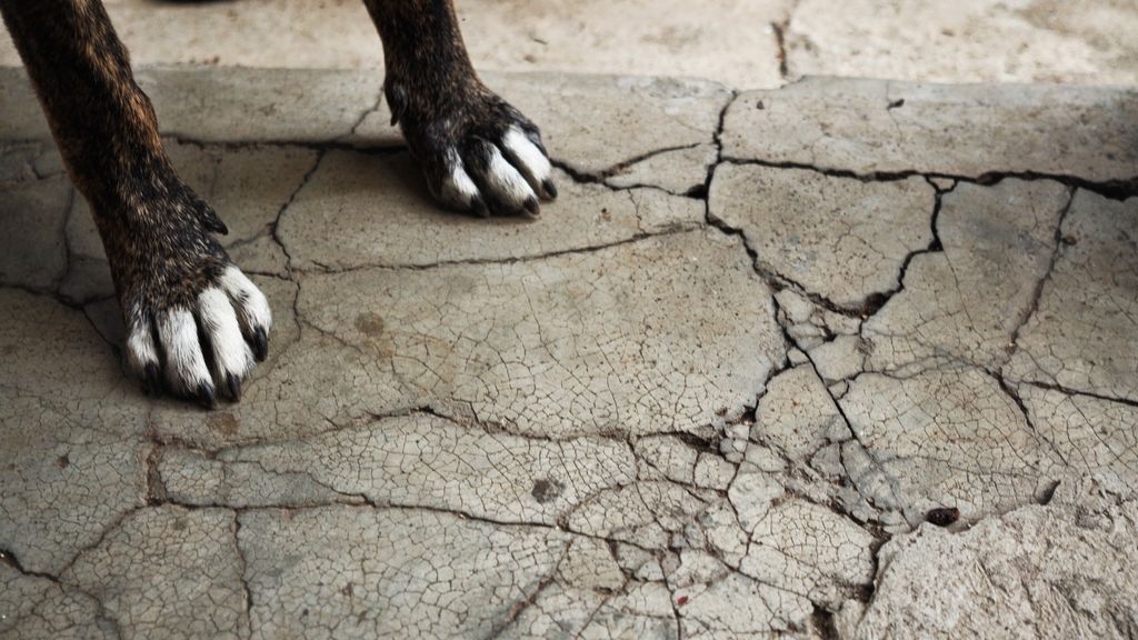 Dehydration in dogs: Signs, causes and when to see a vet | PetsRadar