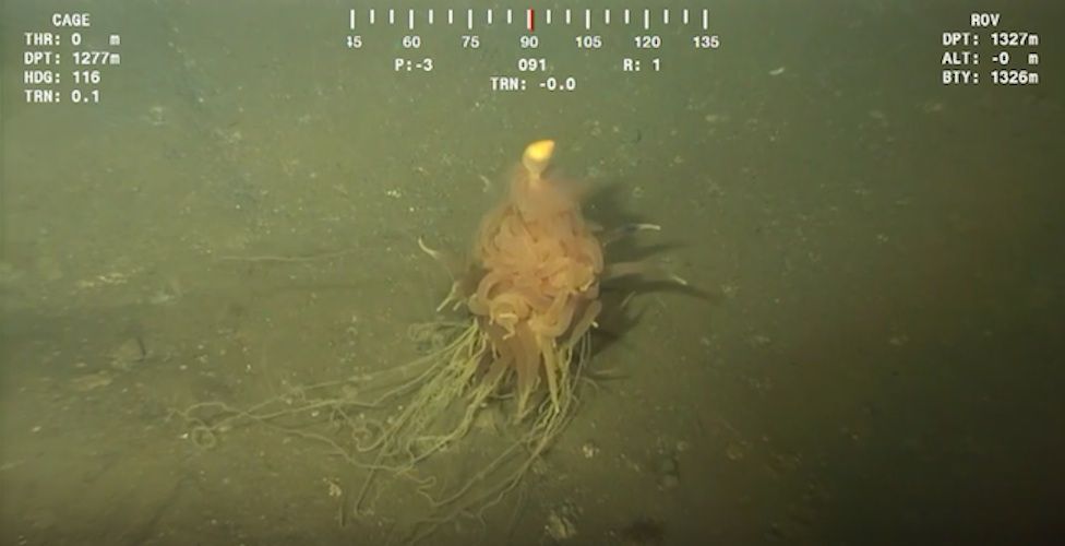 In photos: Spooky deep-sea creatures | Live Science