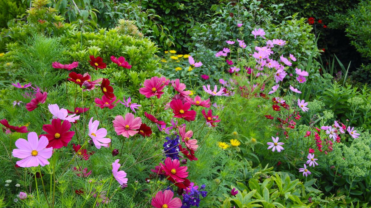 How to pinch out cosmos and get more flowers from your plants | Homes ...