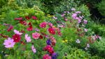 Types of cosmos: 15 beautiful varieties to grow | Homes and Gardens