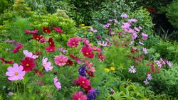 Types of cosmos: 15 beautiful varieties to grow | Homes and Gardens
