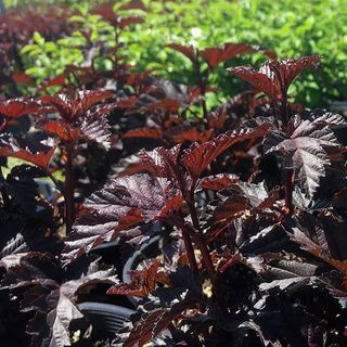 How to grow ninebark - expert tips for healthy shrubs | Homes and Gardens