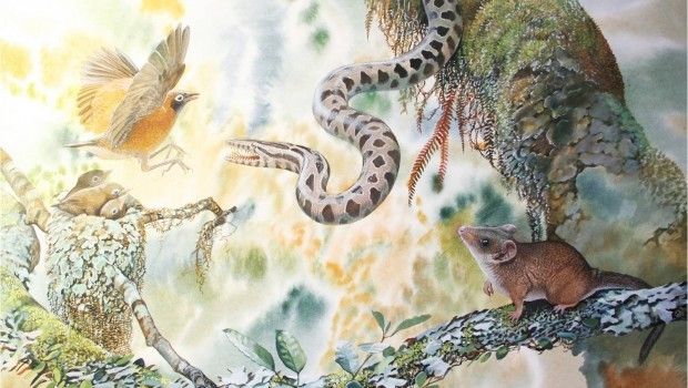 Why Are There So Many Marsupials in Australia? | Live Science