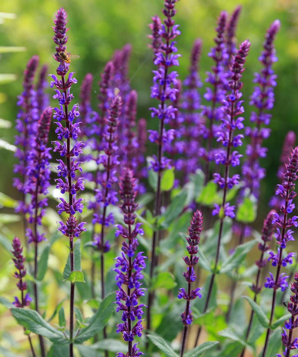 14 flowering plants that regrow every year | Homes and Gardens