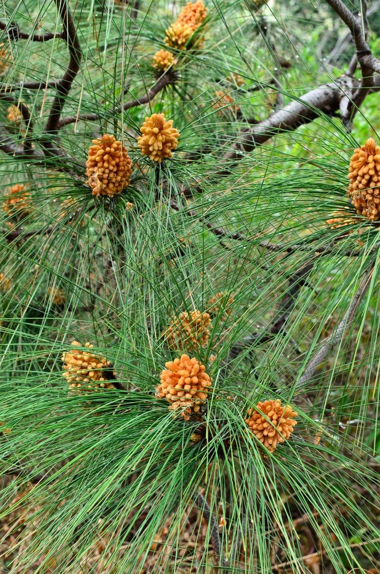 Chir Pine Tree Care: Growing Chir Pine Trees In The Landscape ...